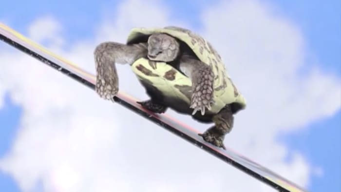 Snowboarding Animals