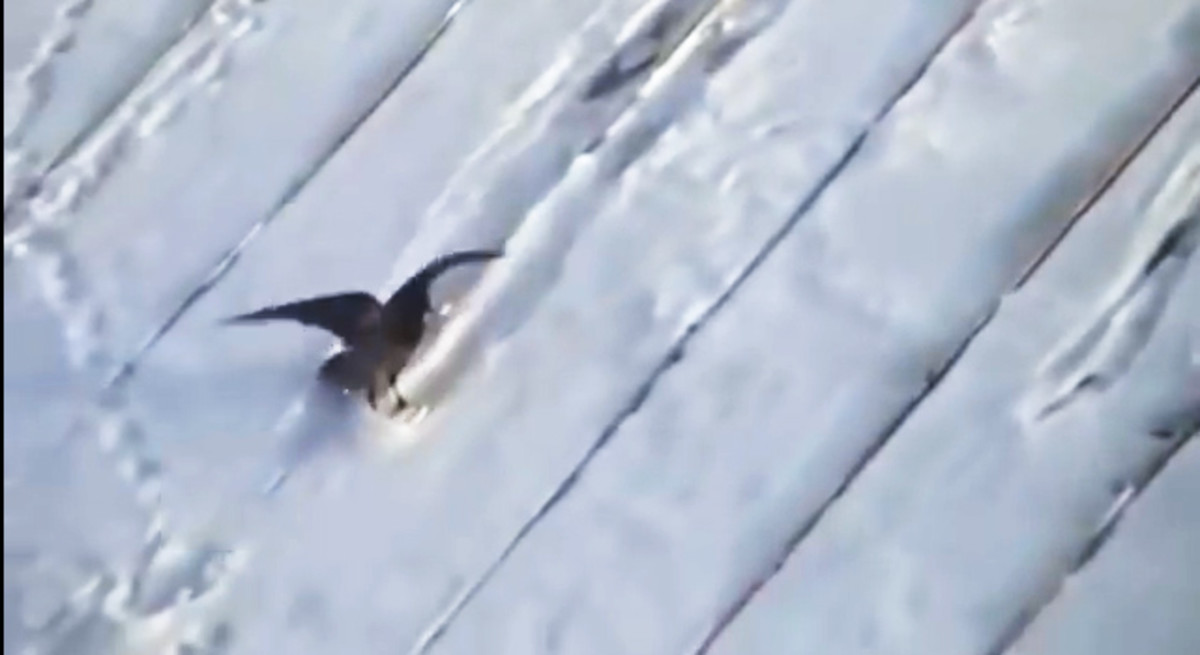 Crowboarding: Snowboarding bird on the roof