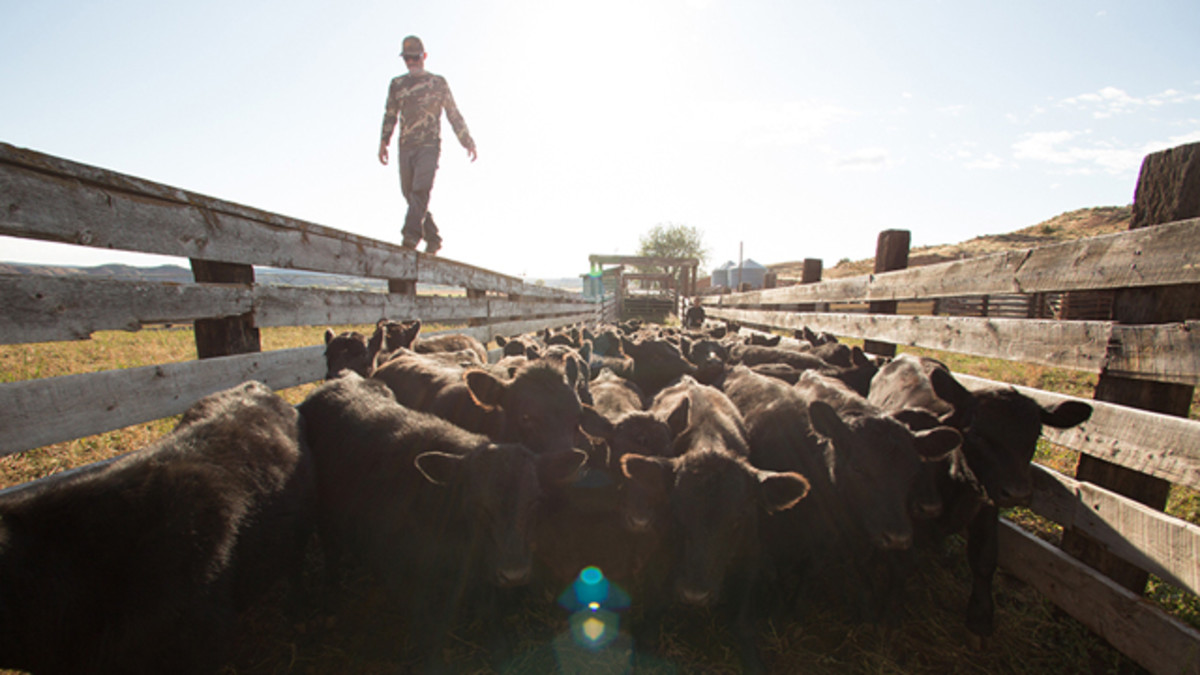 Carter Country: Summer with Mark Carter, Seven Hundred Cattle and the ...