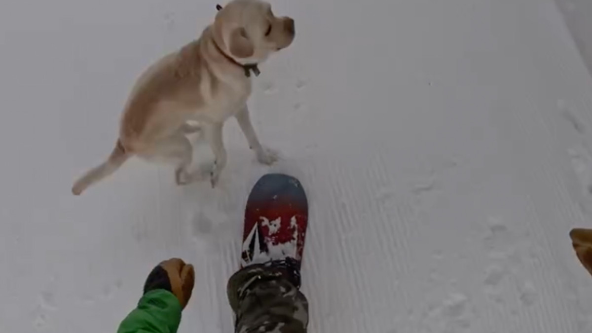 Look: Over-Friendly Dog Takes Out Snowboarder