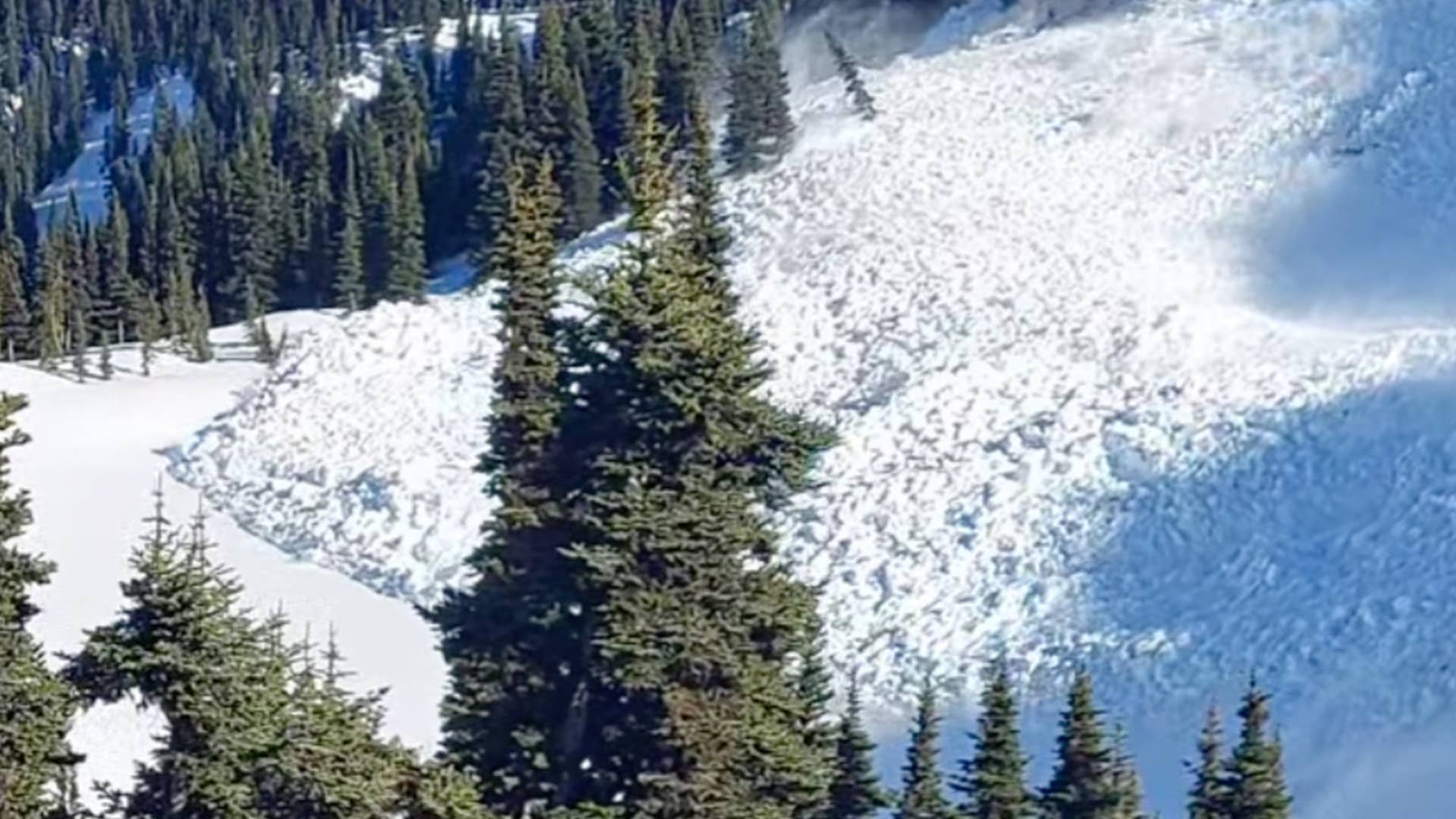 Look: Massive In-Bounds Avalanche Snaps Trees In Slide Path
