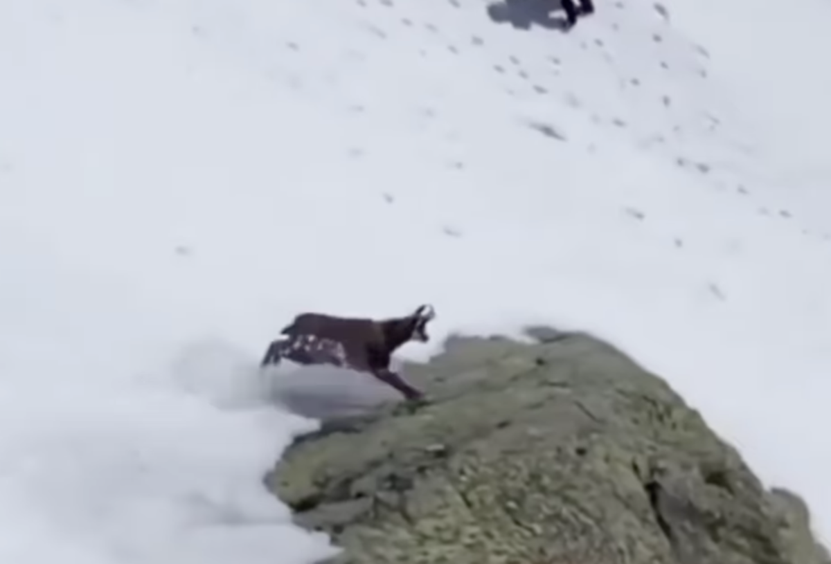 The Literal GOAT of Backcountry Lines