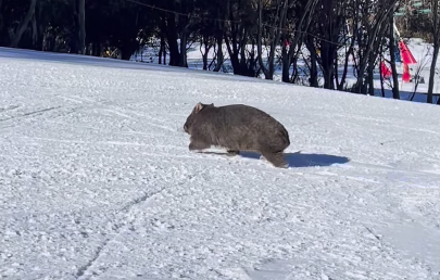 Look: Wombat Crosses Run At Australian Resort